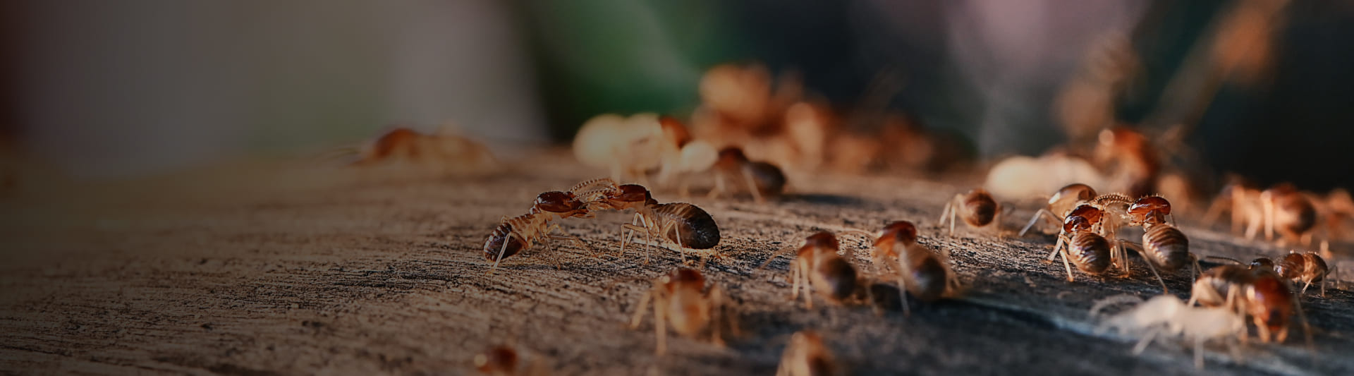 Termite Control Services in California | LA, San Diego & SF Bay Area